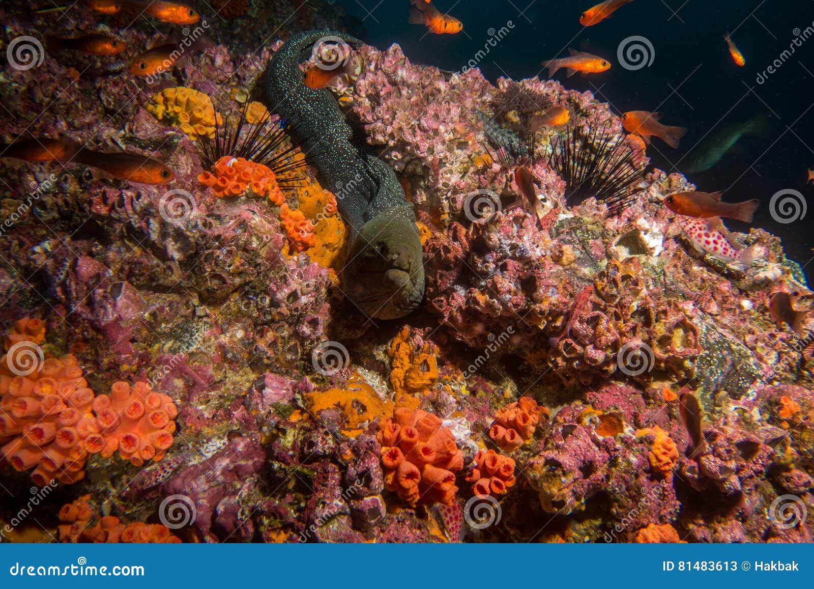 Giant Morray Gymnothorax Javanicus Royalty-Free Stock Photography ...