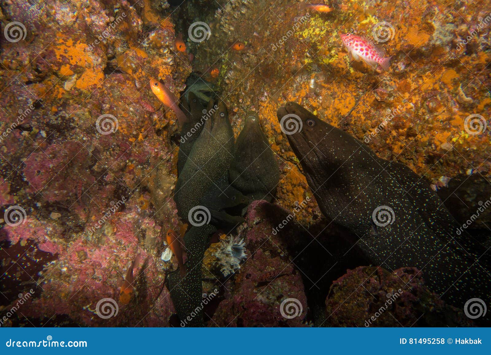 Giant Morray Gymnothorax Javanicus Royalty-Free Stock Photography ...