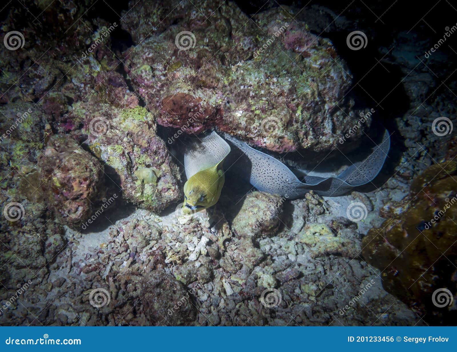 Moray Eel at Night at the Bottom of the Andaman Sea in Thailand Stock ...