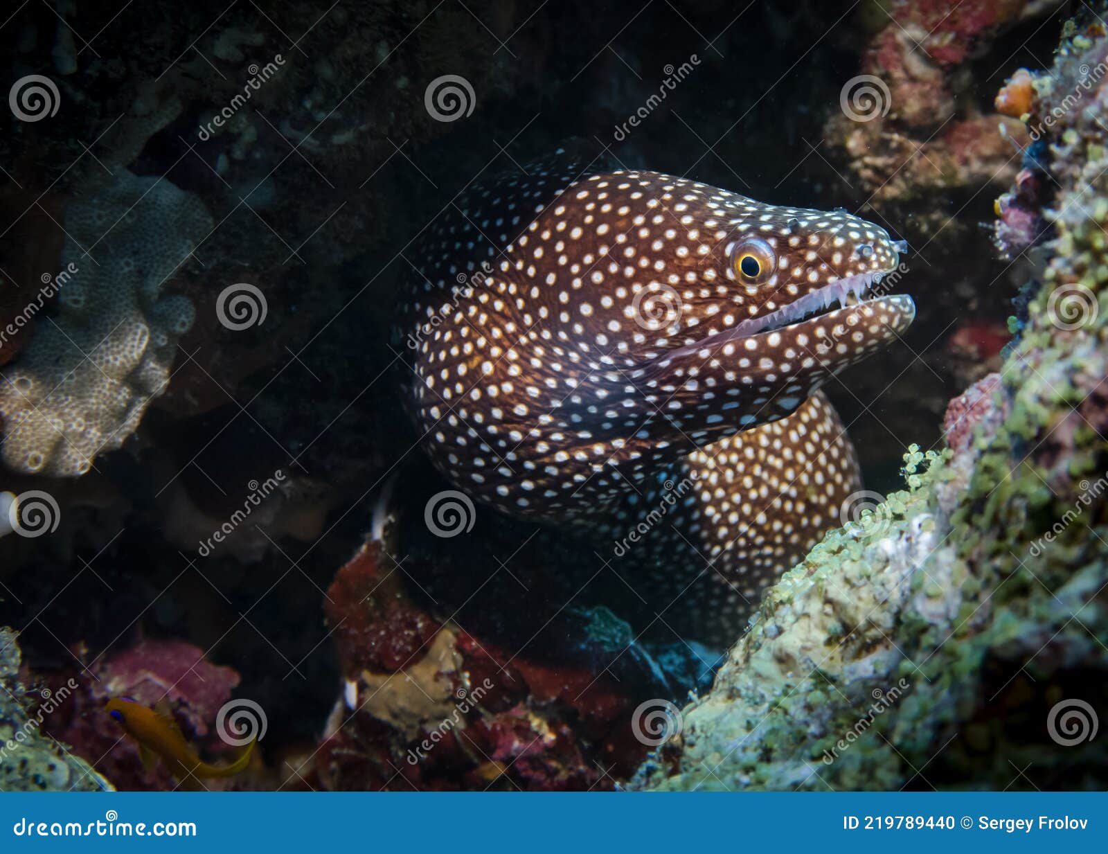 Moray Eel In A Cave Stock Photography | CartoonDealer.com #19937234