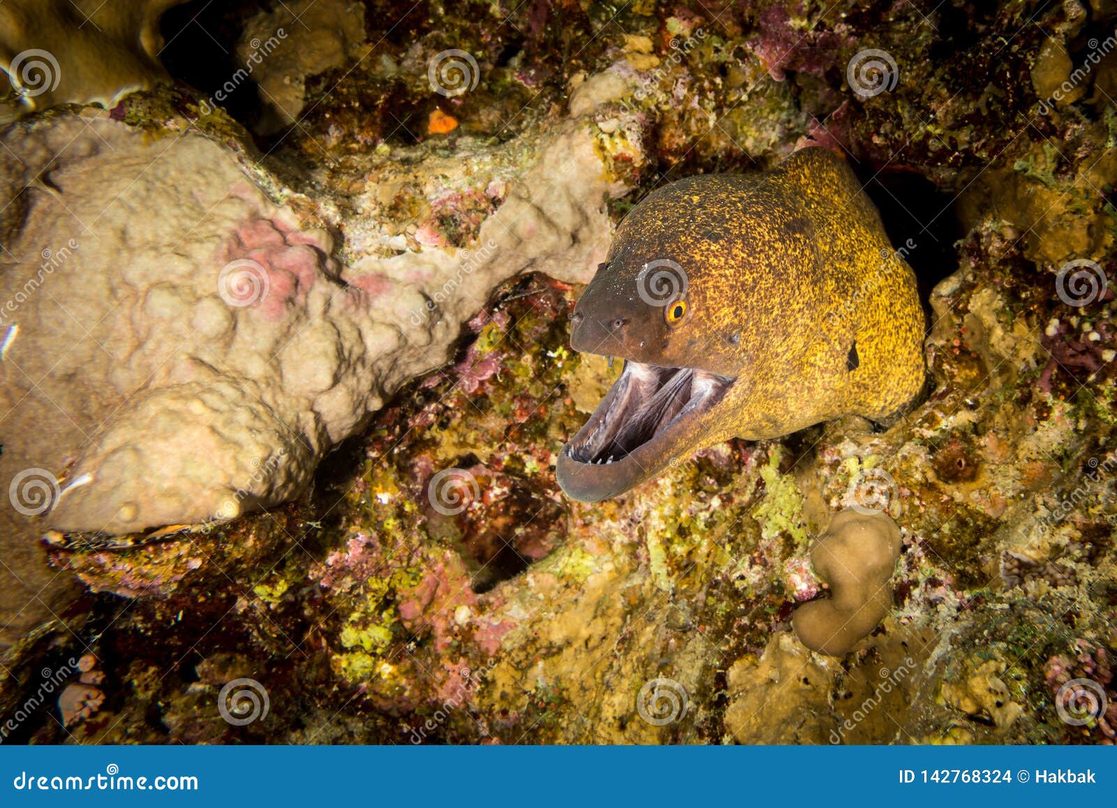 Moray Eel in the Red Sea Egypt Stock Photo - Image of corral, giant ...