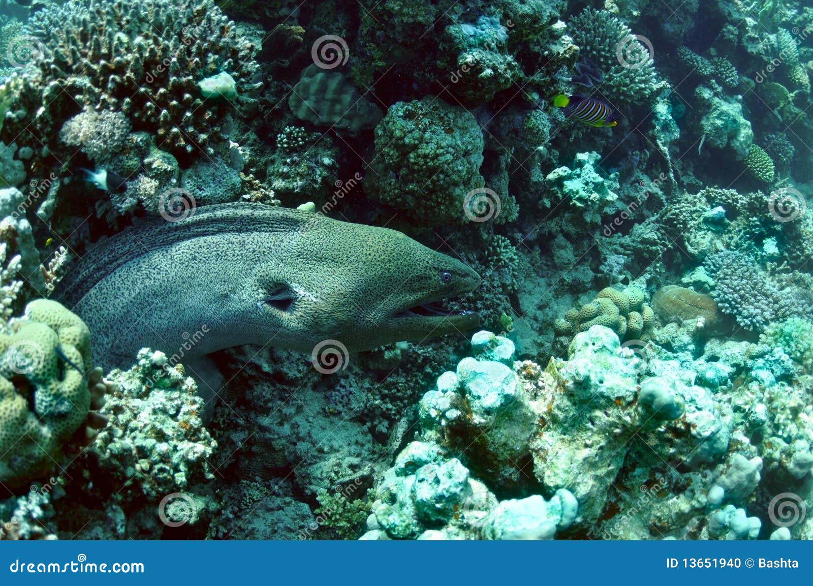 Moray eel in reef stock photo. Image of fish, nature - 13651940