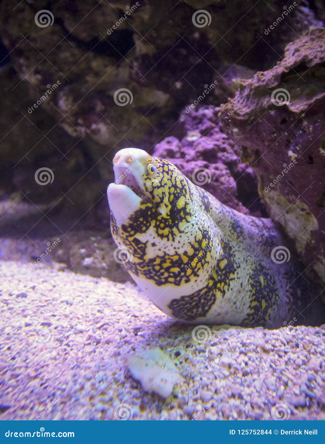 A Moray Eel on a Reef, Maui, Hawaii Stock Photo - Image of wild, stripe ...