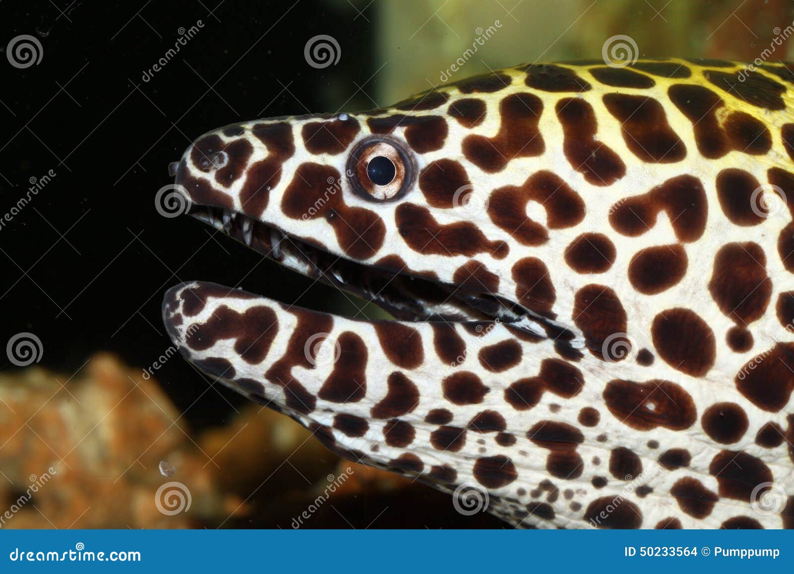 Moray eel stock photo. Image of marine, closeup, swimming - 50233564