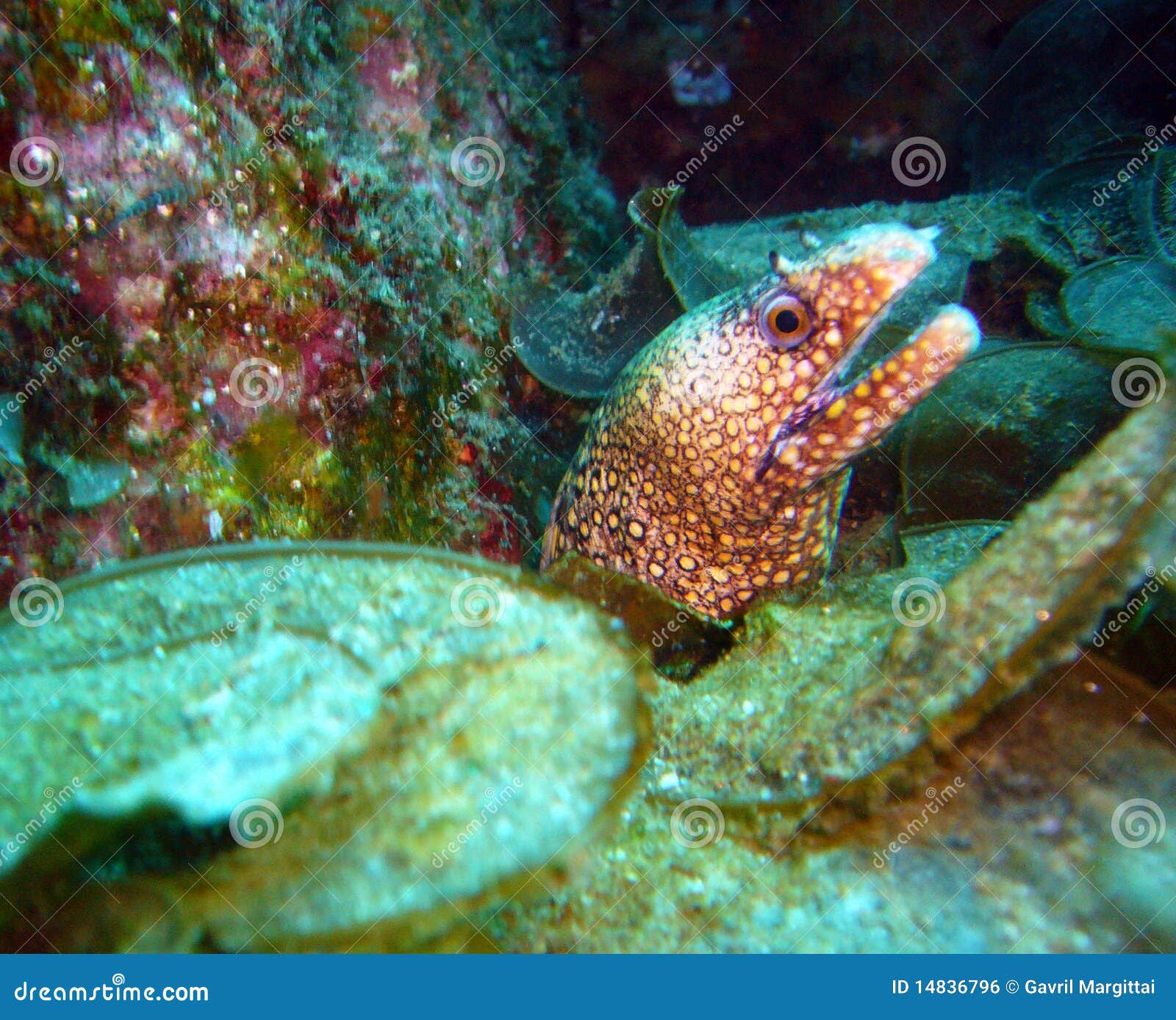 Moray eel showing its head stock photo. Image of green - 14836796