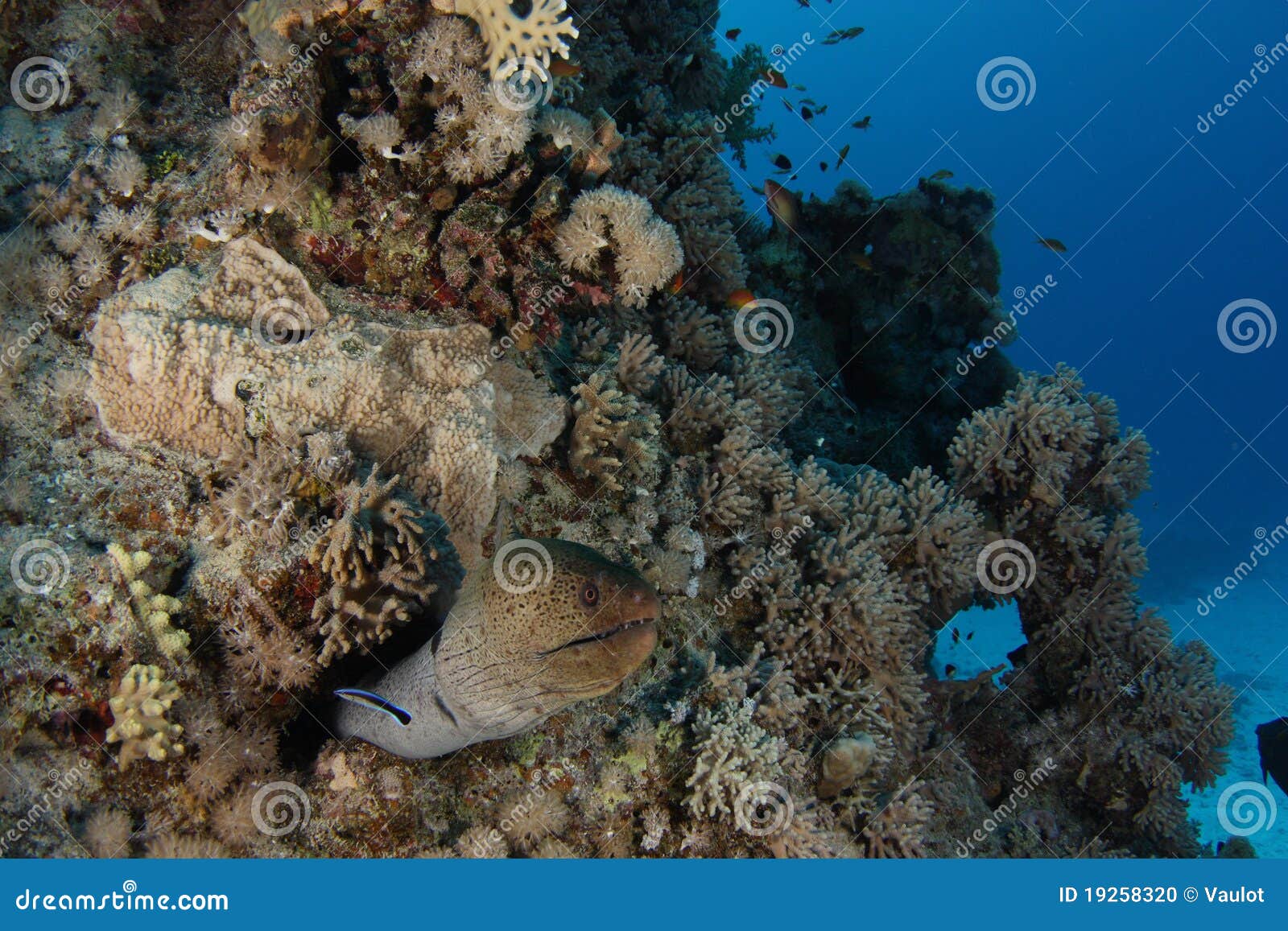 Moray Eel - St John S Reef Egypt Stock Photo - Image of javanicus ...