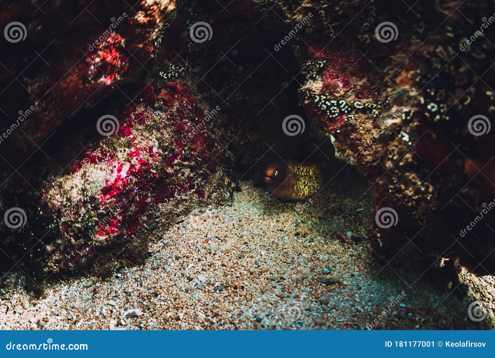 Moray Eel Under Stones in Underwater Ocean Stock Image - Image of bali ...