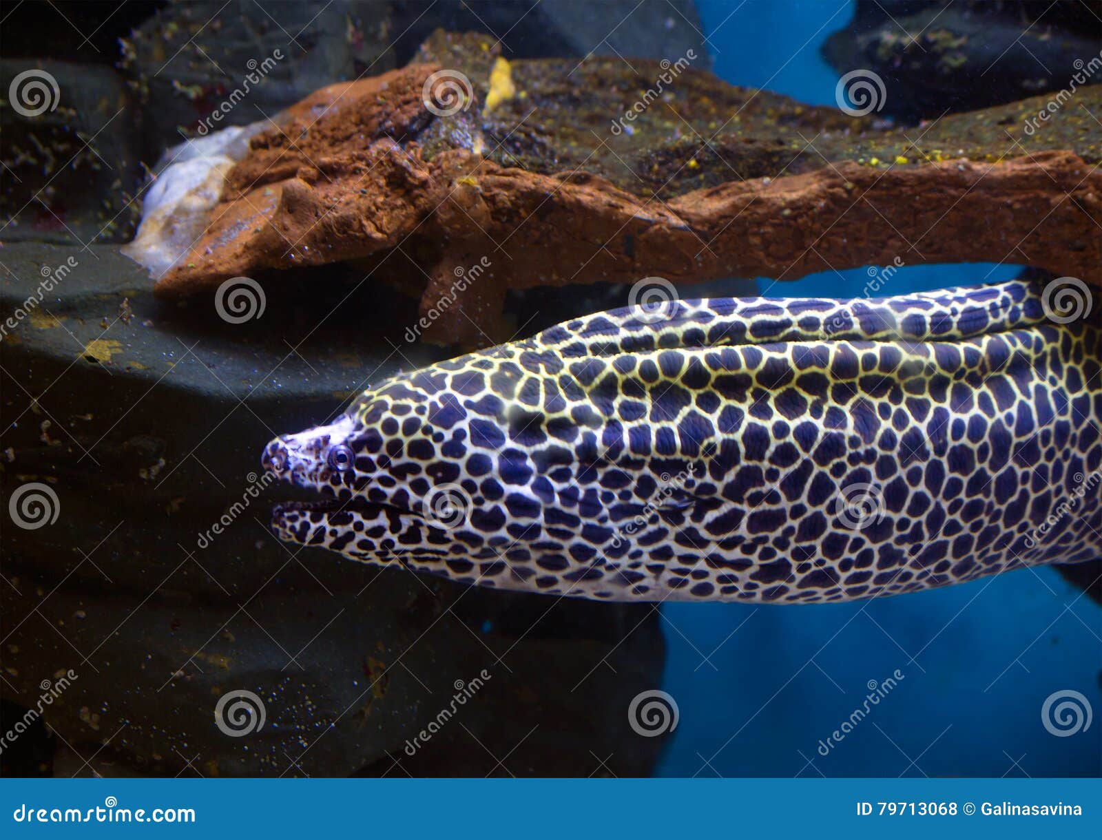 Moray stock photo. Image of tropical, ocean, black, scale - 79713068