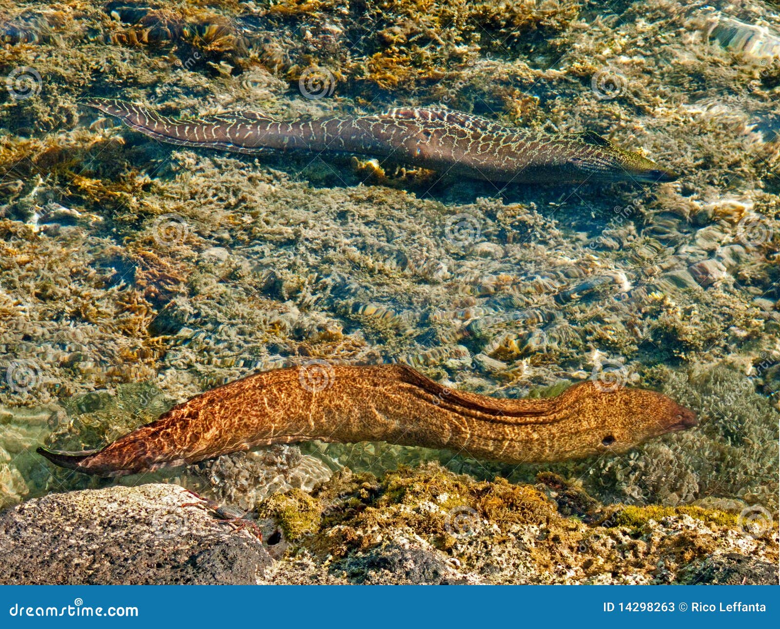 Moray Eels stock image. Image of waikiki, undulated, pacific - 14298263