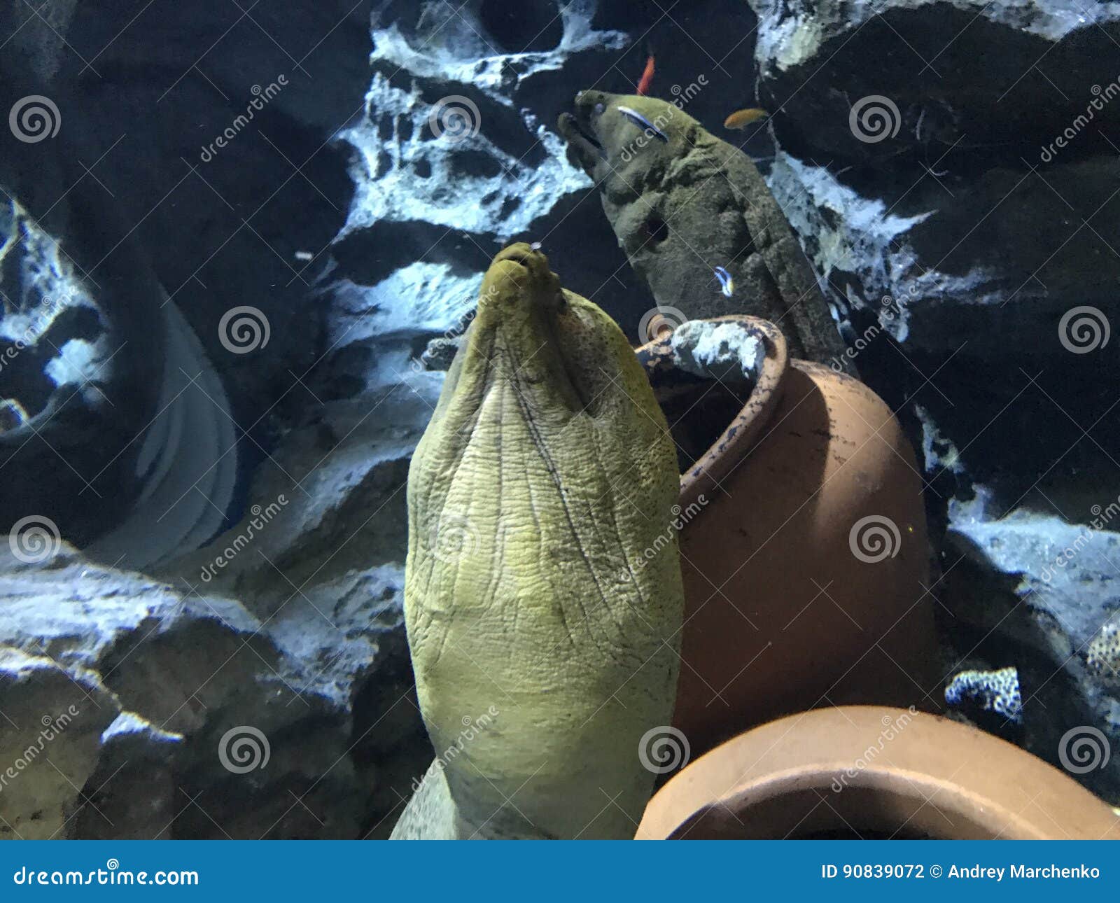 Moray eels stock photo. Image of color, organism, fish - 90839072