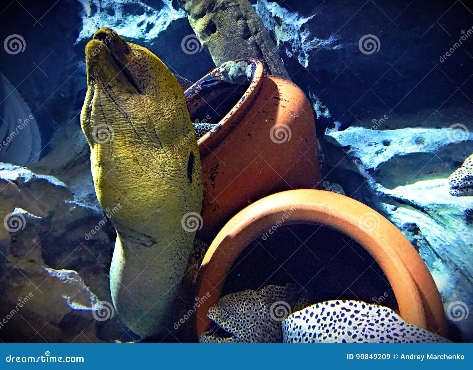Moray eels stock image. Image of january, fish, color - 90849209