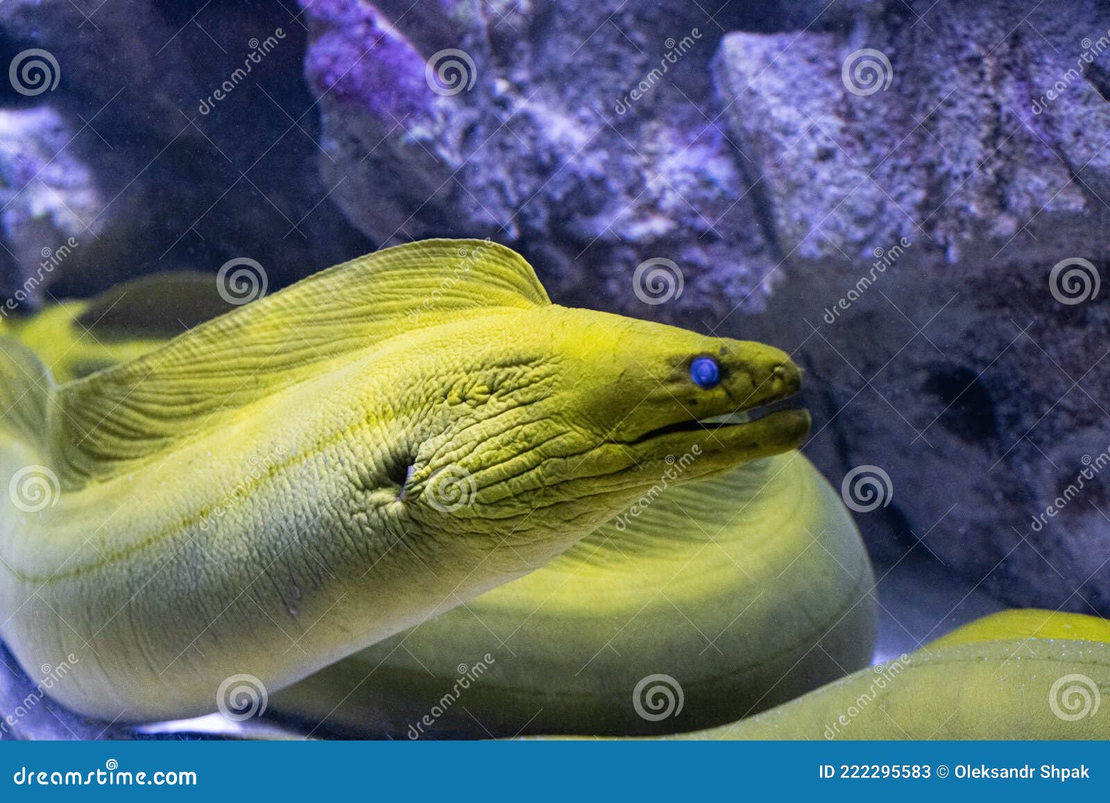 Moray Eels Muraena Fish in the Aquarium Stock Image - Image of ...