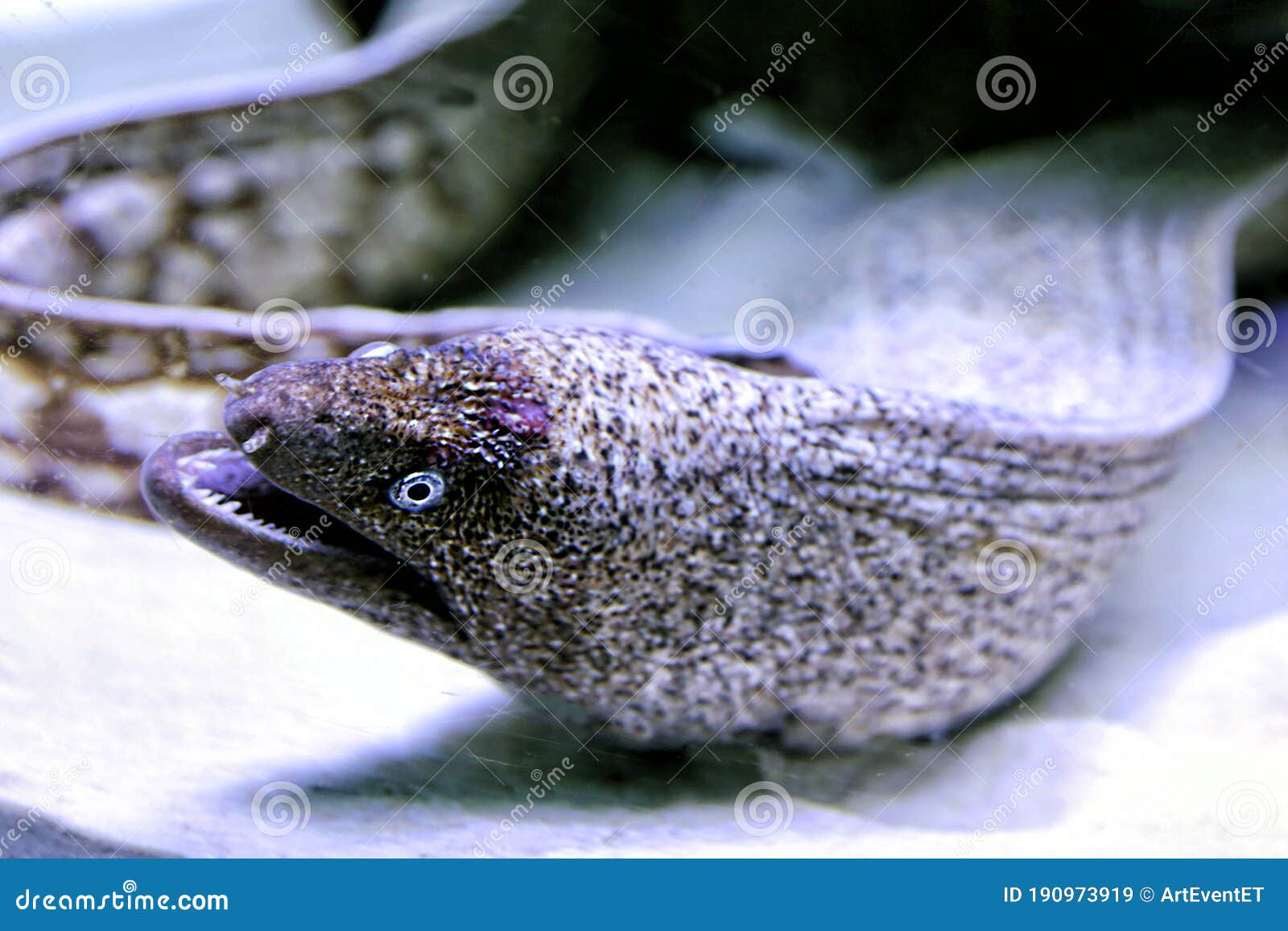 Moray Eels Muraena Fish In The Aquarium Royalty-Free Stock Photography ...