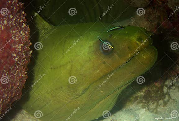 Moray fish on a coral stock image. Image of oceanic - 315638985