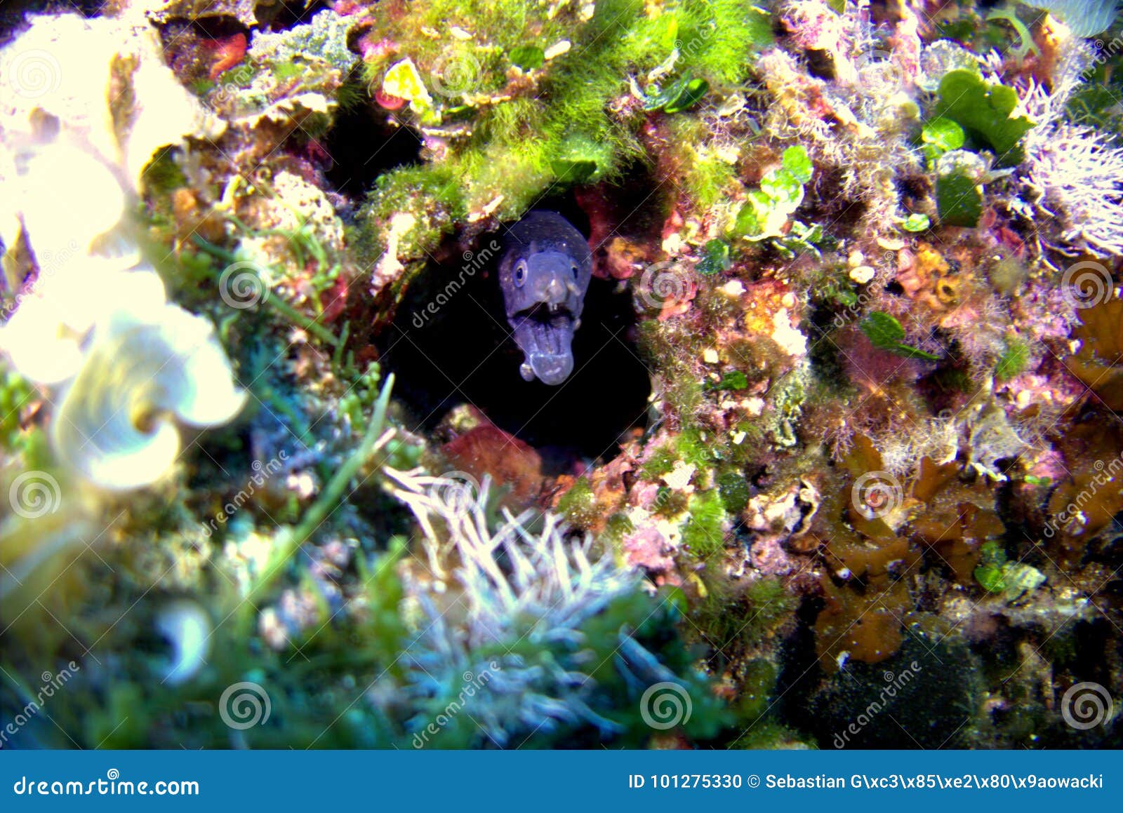 Moray fish stock photo. Image of ready, beautiful, morray - 101275330