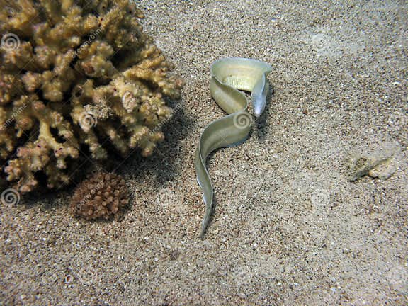 Moray gris imagen de archivo. Imagen de agua, colorido - 1224899