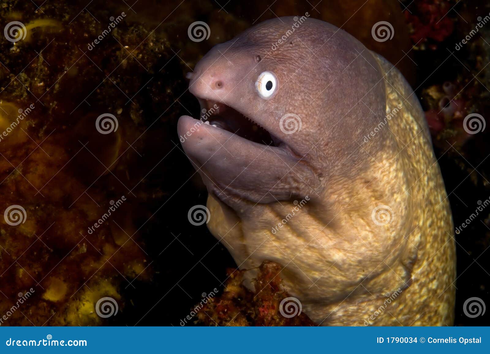 Moray Indonesia Sulawesi stock photo. Image of nose, teeth - 1790034