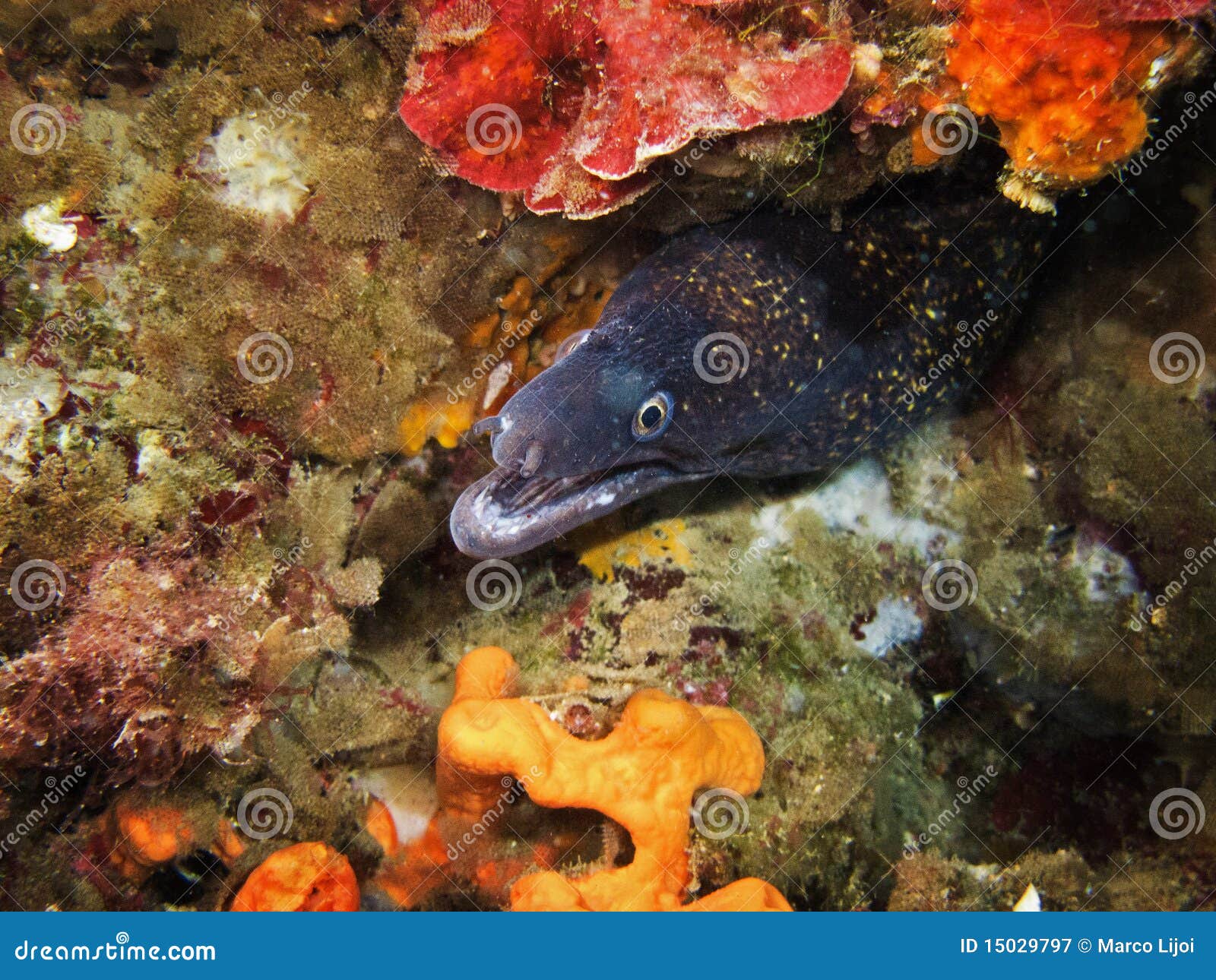Moray mediterráneo imagen de archivo. Imagen de helena - 15029797
