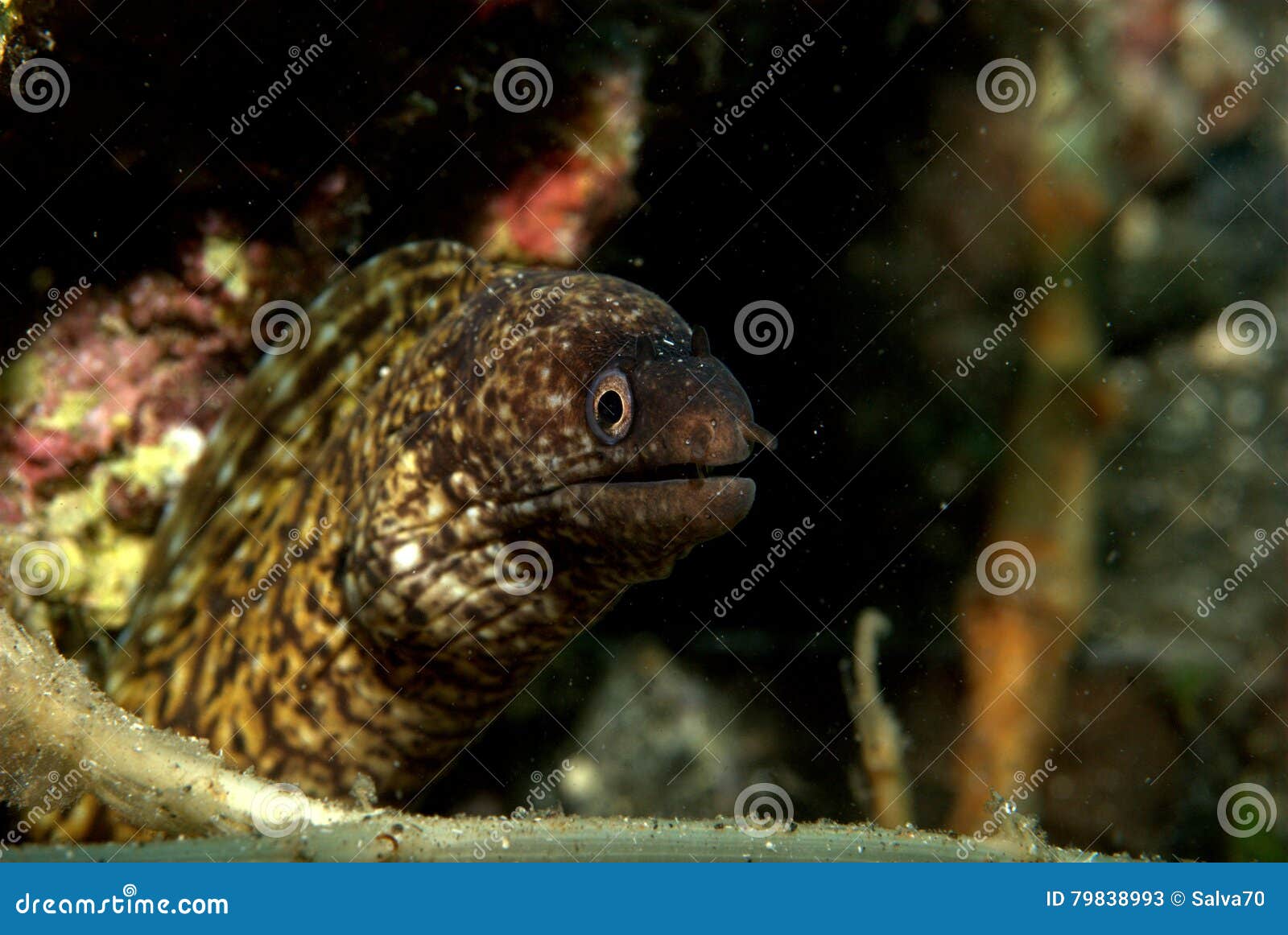 Moray stock image. Image of fishing, mollusc, entrance - 79838993