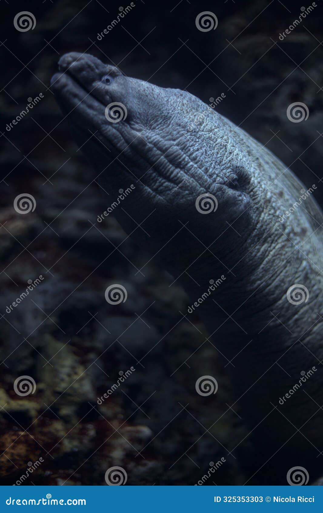 Moray seen up close stock image. Image of diving, fauna - 325353303