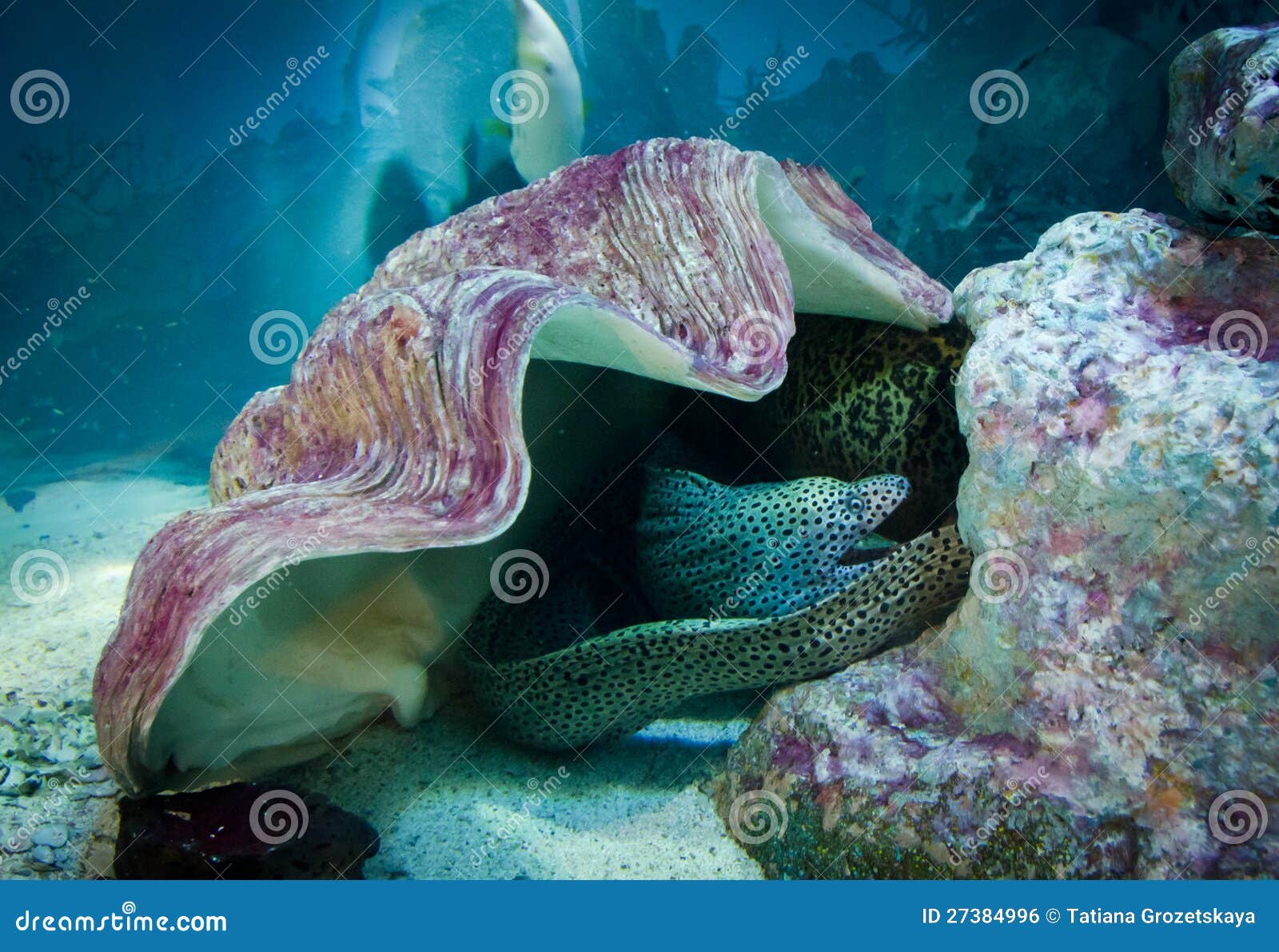 Moray Under Shell, Underwater Life Stock Photo - Image of maldives ...