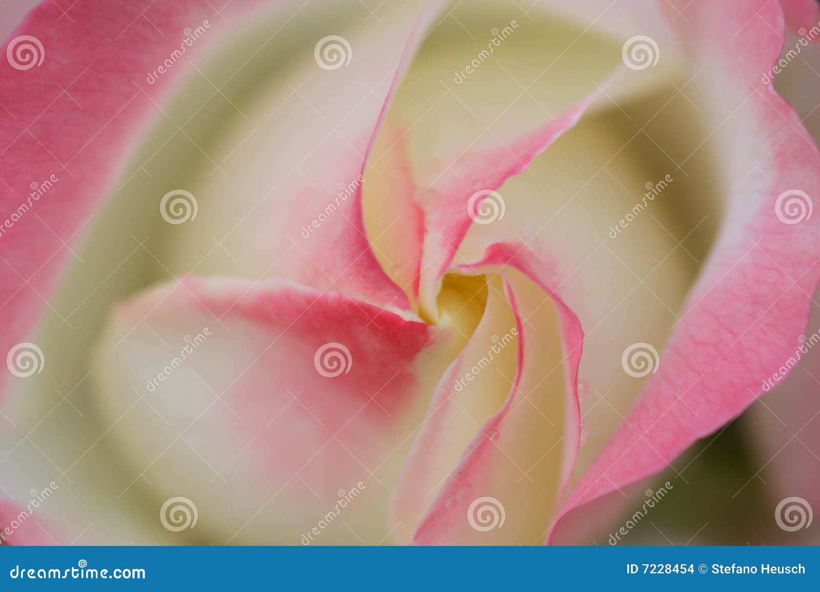 Morbidezza fotografia stock. Immagine di rosa, fiore, botanico - 7228454