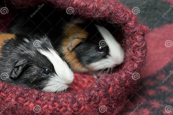 Morce stock image. Image of chew, animal, mammal, tame - 25576849