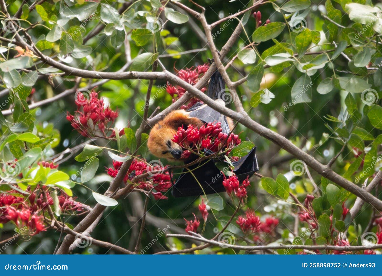 Morcego Mauritiano Ou Raposa Pteropus Niger Voadora Foto de Stock ...