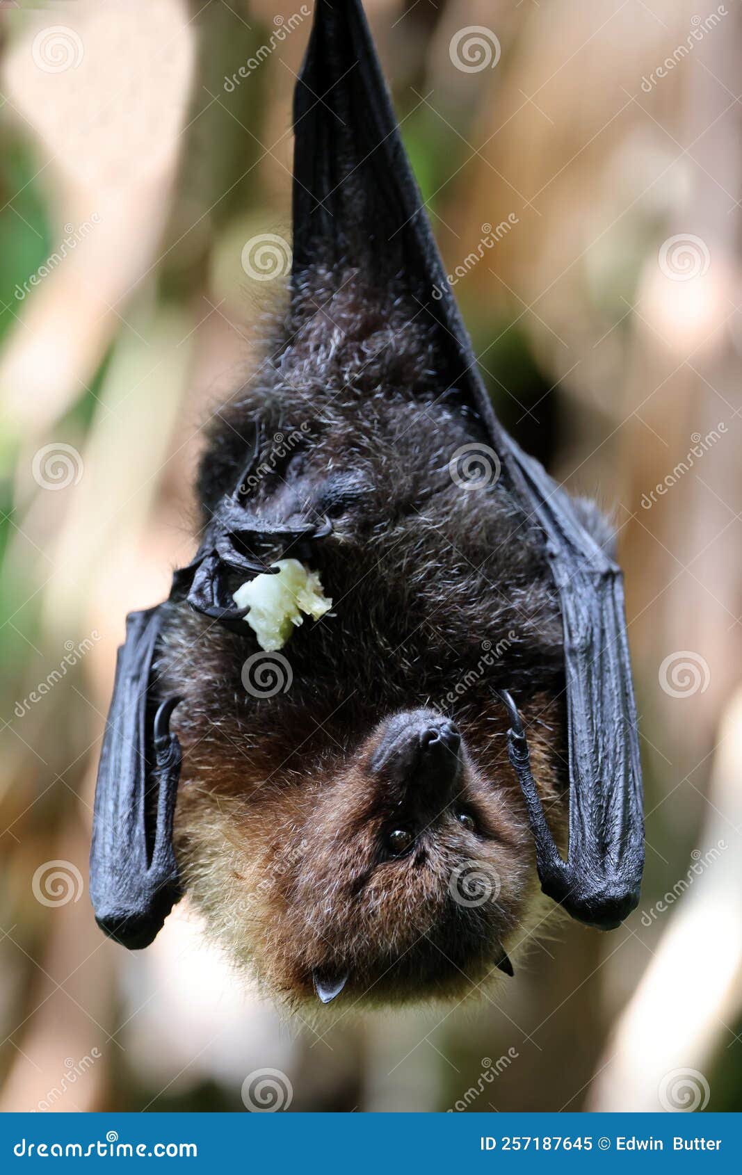 Morcego Ou Raposa Voadora Do Mundo Antigo Imagem de Stock - Imagem de ...