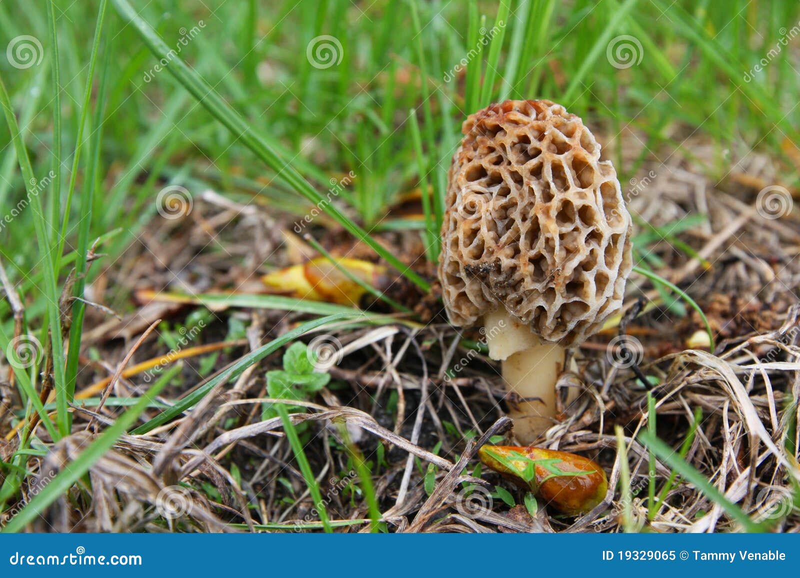 Morchel-Pilz stockbild. Bild von nahrung, stamm, getrennt - 19329065