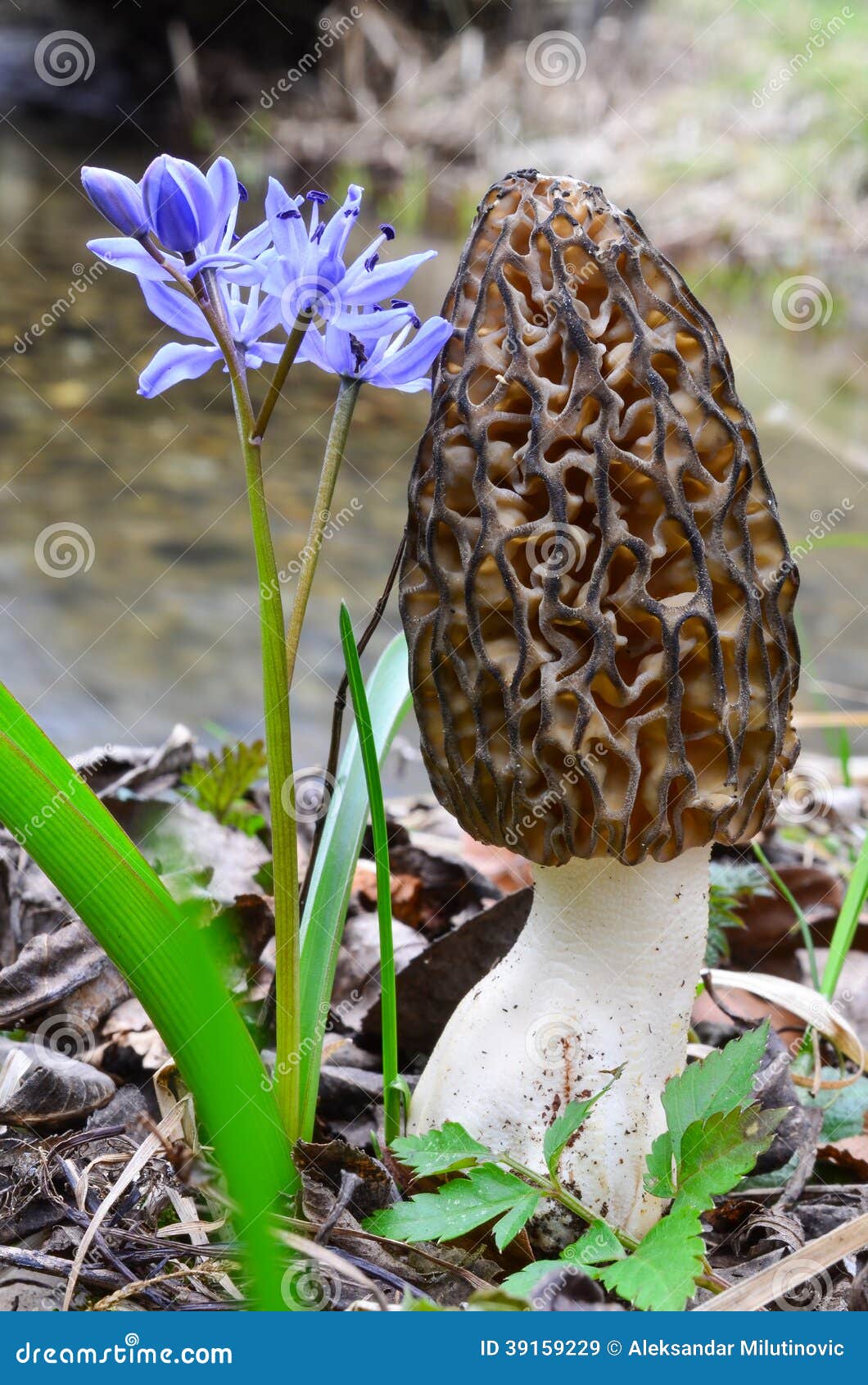 Morchel-Pilz Und Wilde Glockenblumeblume Stockbild - Bild von pilz ...