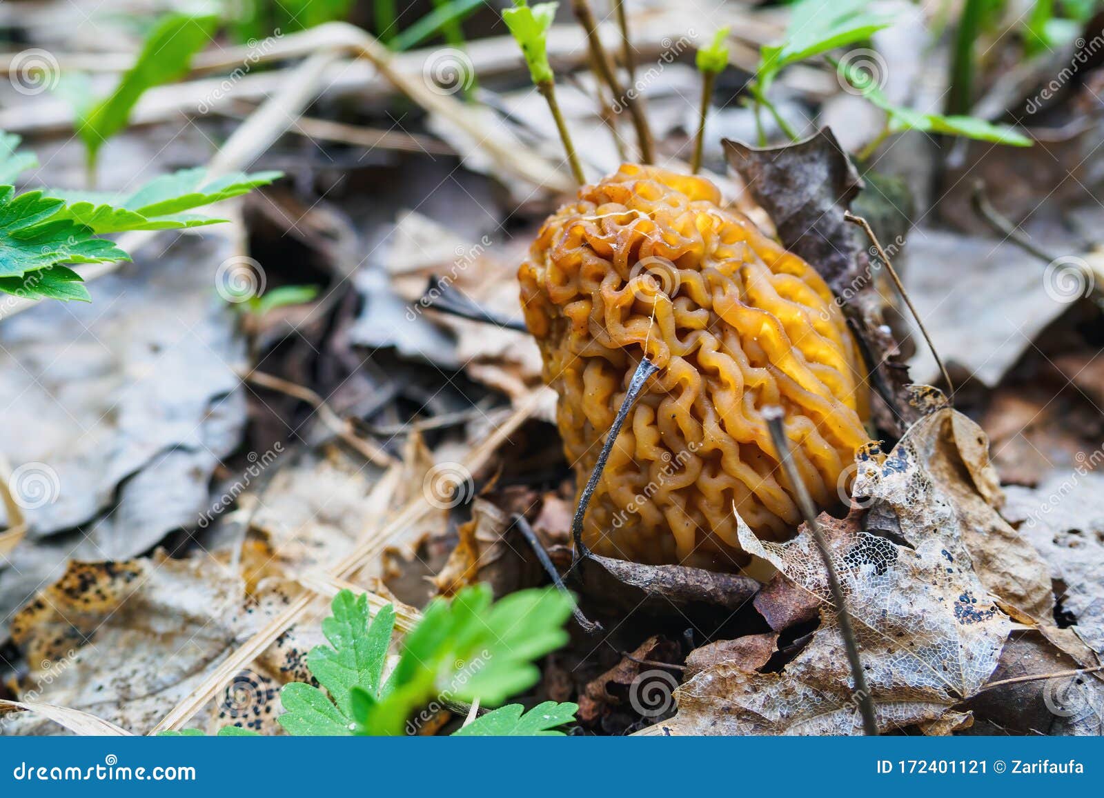 Morchella Mushroom, True Morels Growing in Forest in Spring Day Stock ...