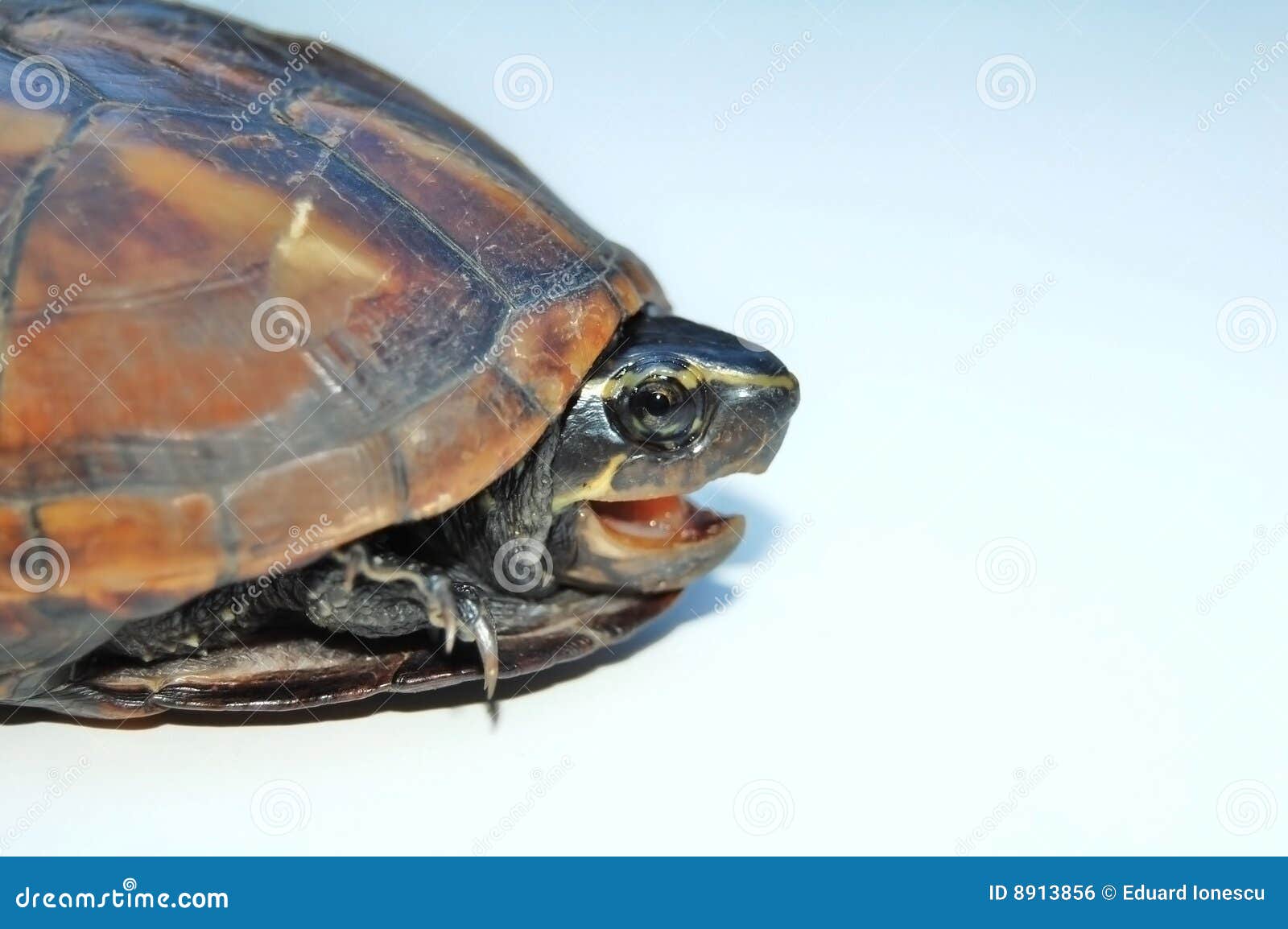 Mordedura foto de archivo. Imagen de ataque, anfibio, boca - 8913856