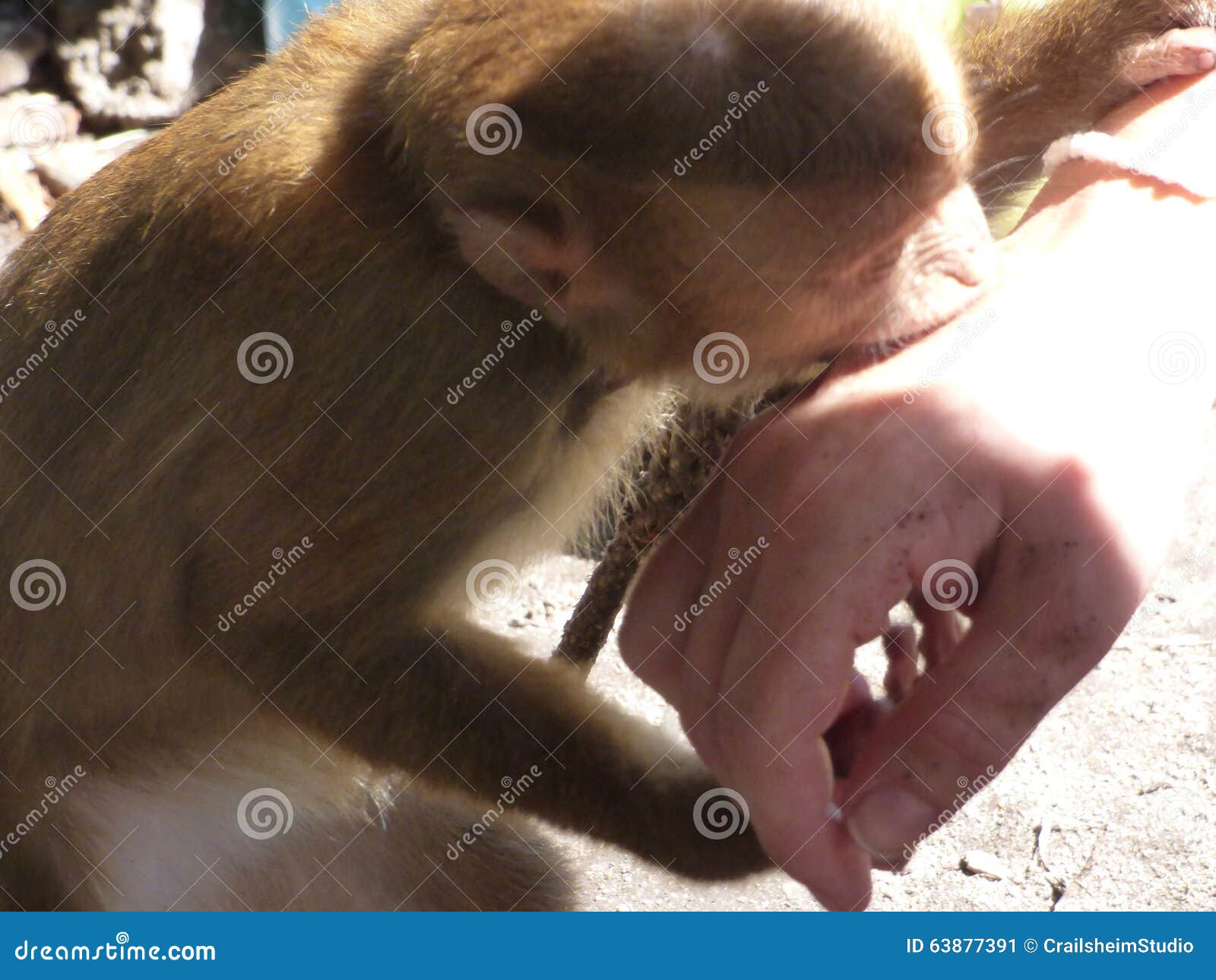 Mordedura Tailandia Del Mono Imagen de archivo - Imagen de rabia ...