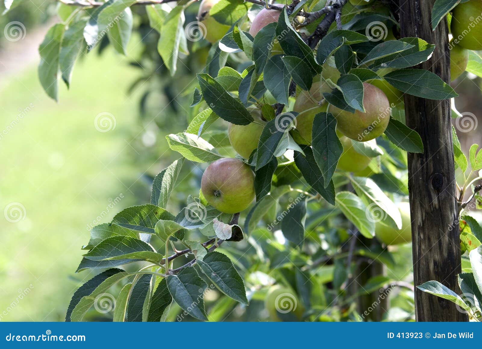 More apples stock image. Image of leafs, fruit, green, ingredient - 413923
