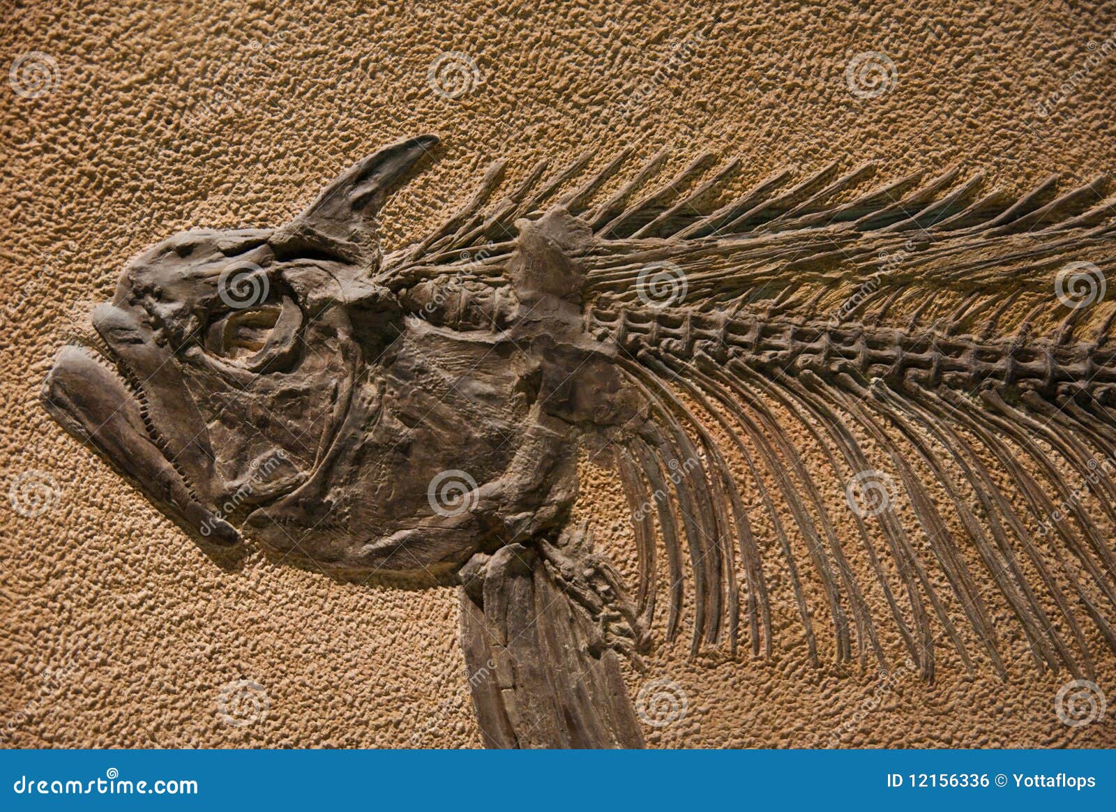 More bones stock photo. Image of fish, palaeontology - 12156336