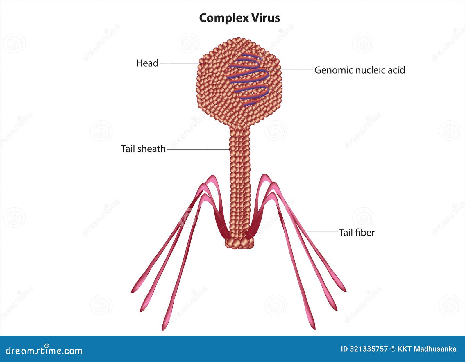 More Complex Structure of Virus Stock Vector - Illustration of ...