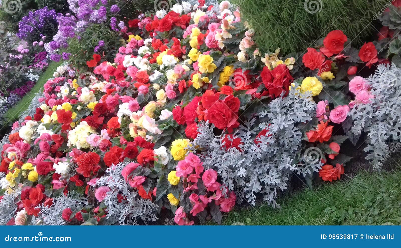 And more flowers stock image. Image of peterburg, flowersflowersflowers ...