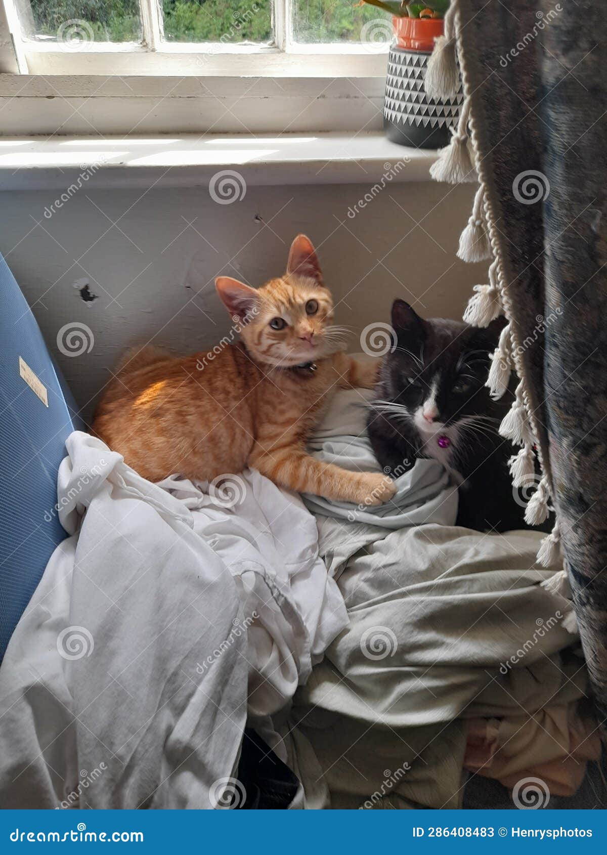 More Ginger Cats are Cool True Stock Image - Image of true, ginger ...