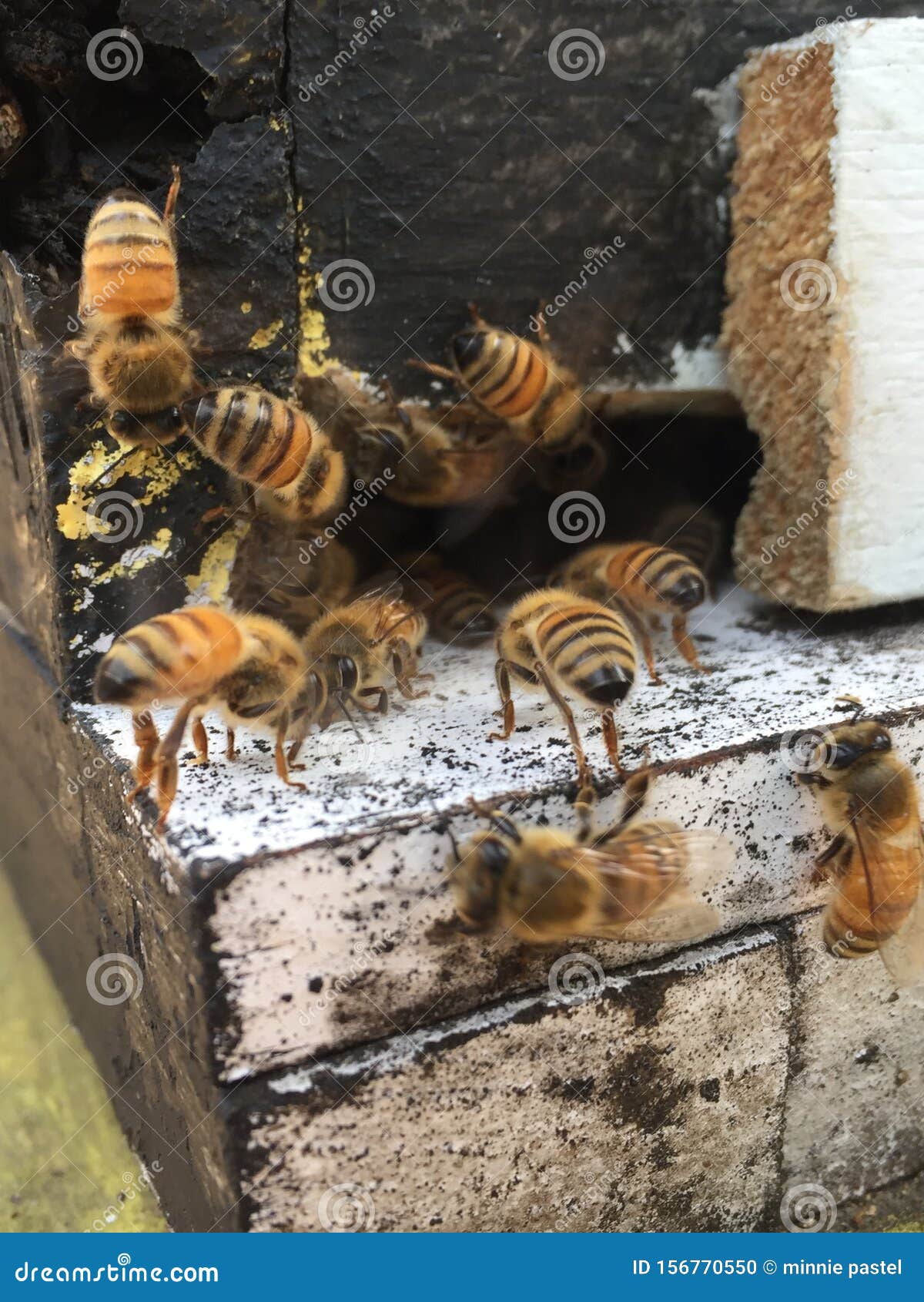 More little cute bees stock photo. Image of natural - 156770550