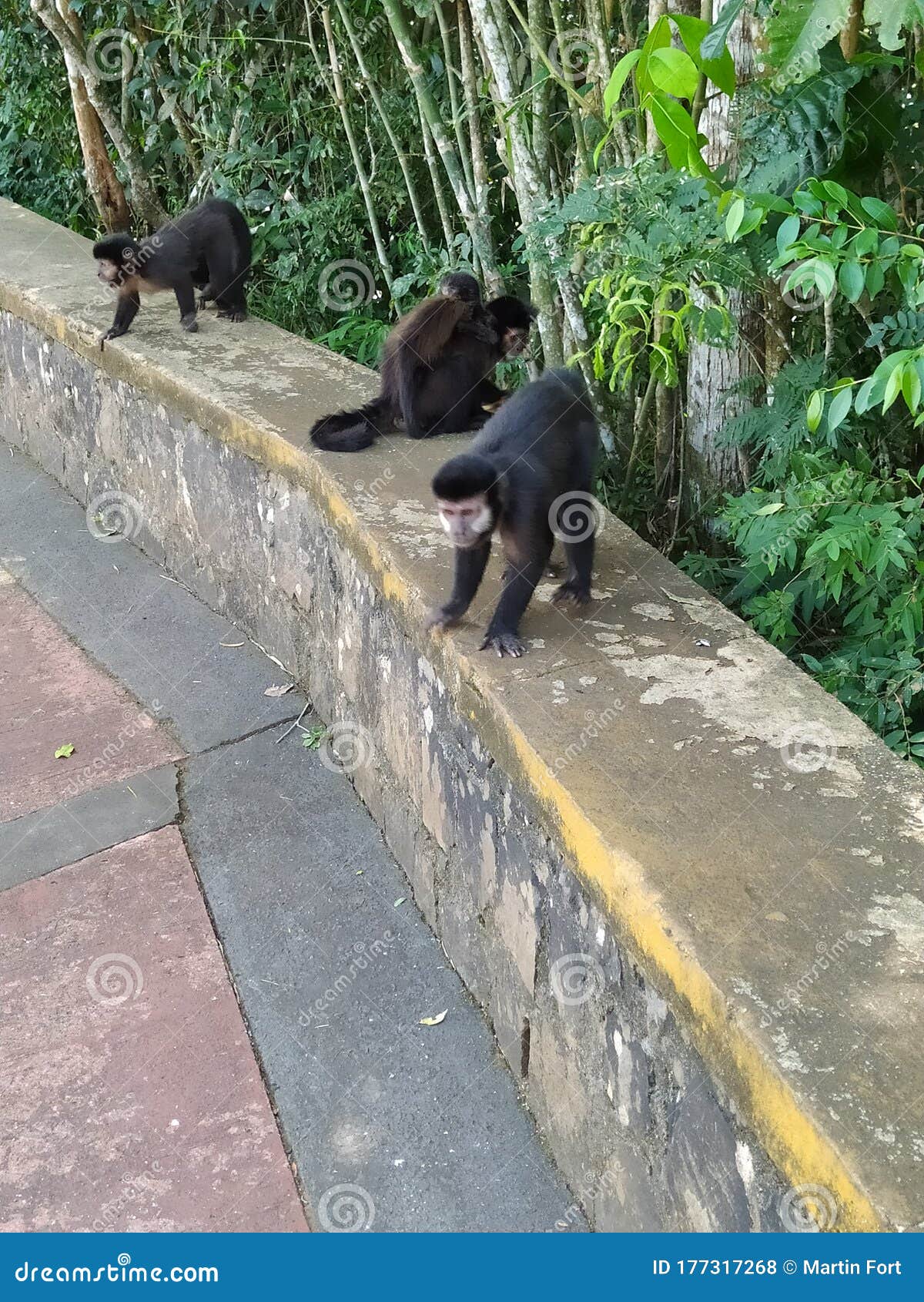 More Monkeys Walking Around People Stock Photo - Image of people ...