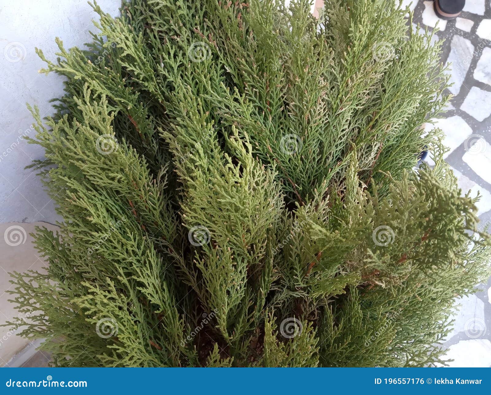 More Pakhi trees stock photo. Image of vegetation, trees - 196557176