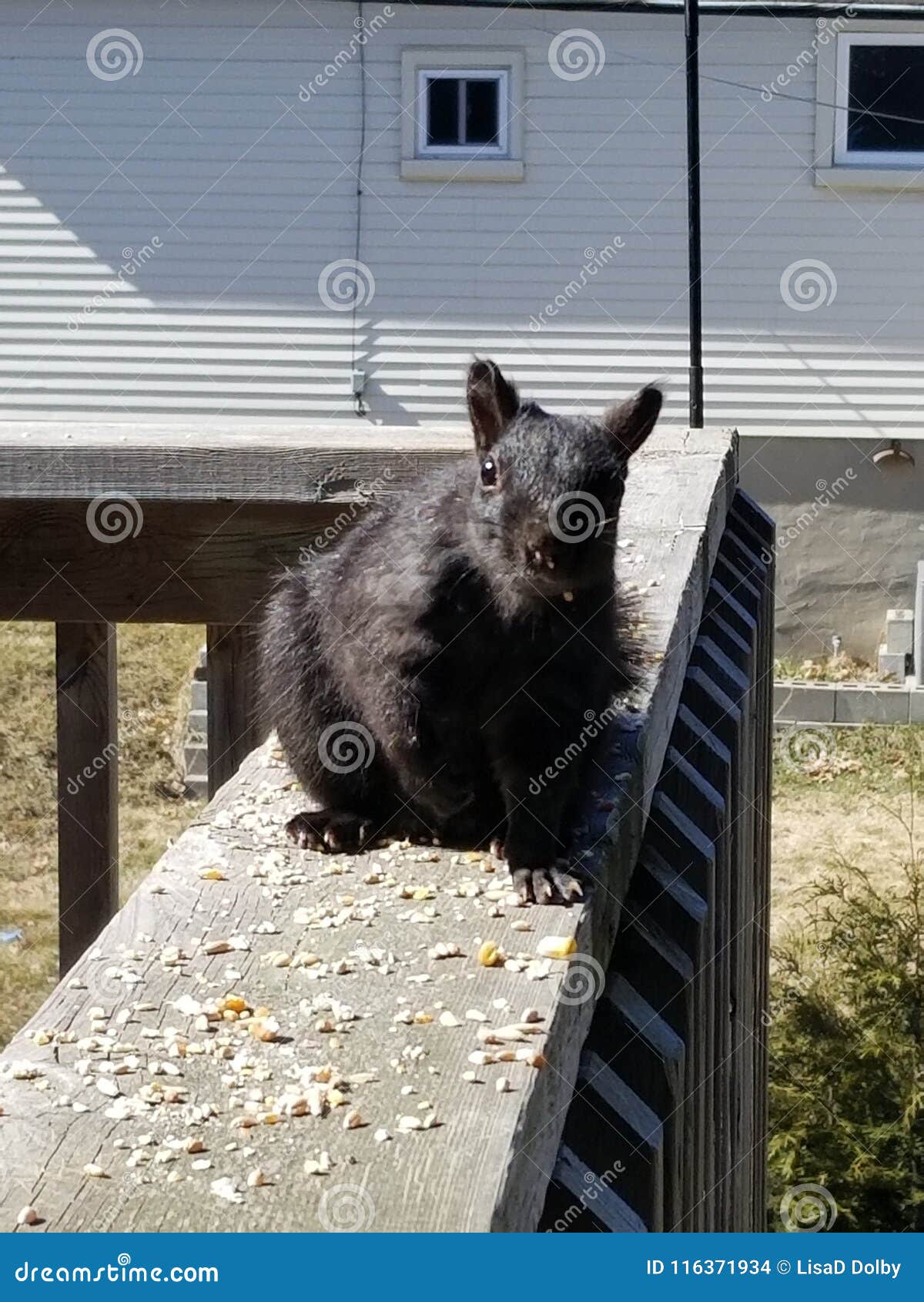 More please stock photo. Image of hello, squirrel, please - 116371934