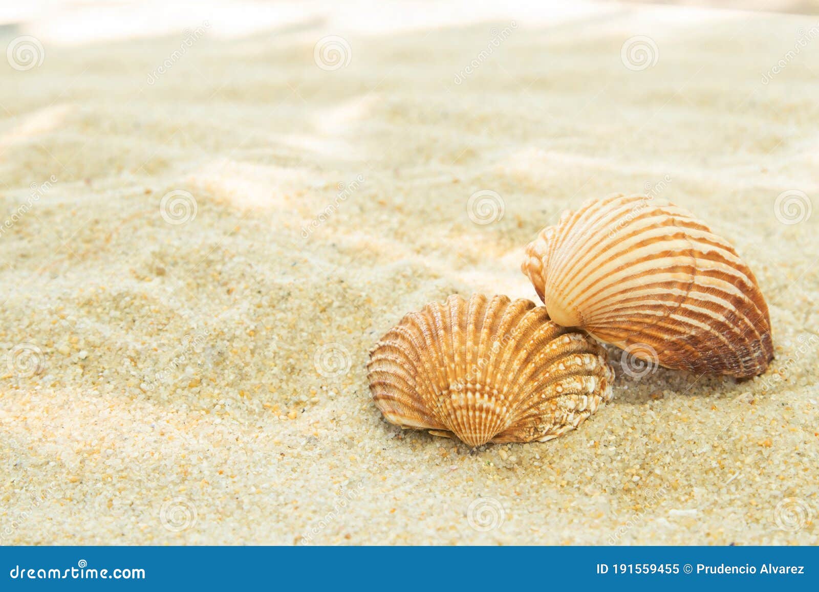 Shells in the Sand on the Beach Stock Image - Image of closeup ...