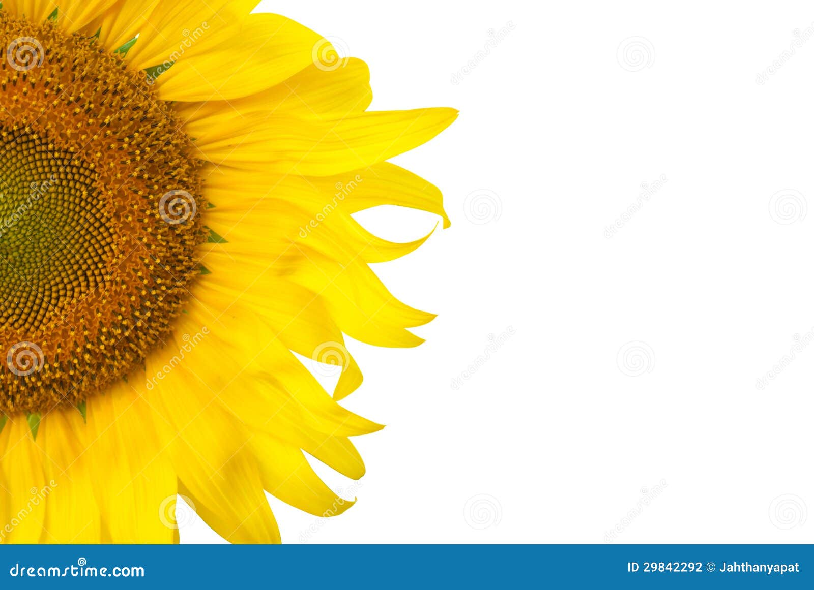 Sunflower Flyer Template Stock Photos - Free & Royalty-Free Stock ...