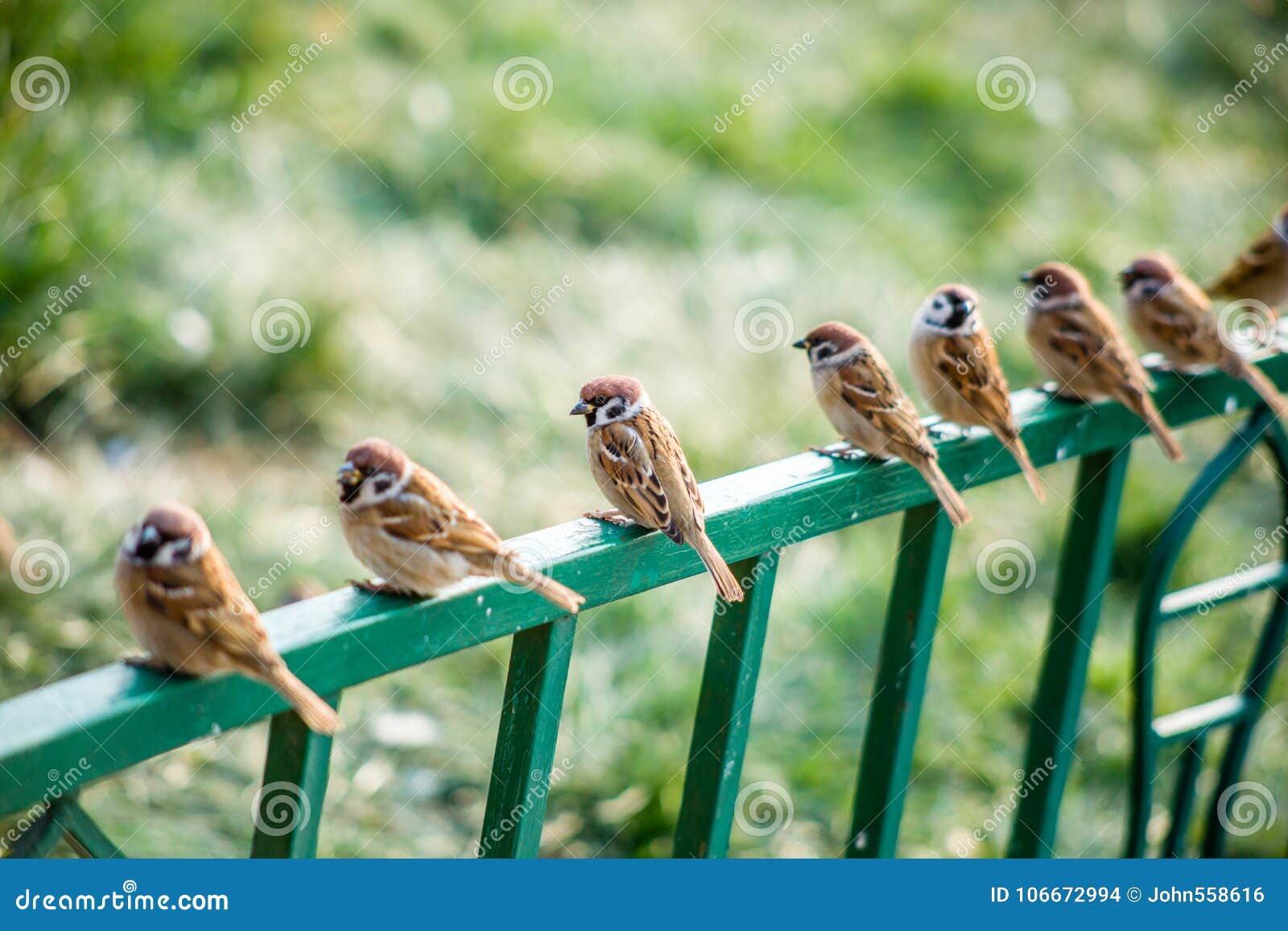 Many sparrows stock photo. Image of staring, drying - 106672994