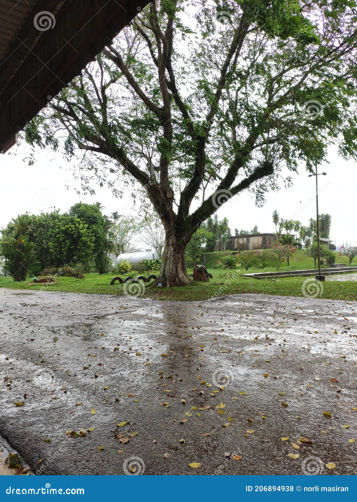 More Than Ten Years Old Tree Stock Photo - Image of grass, forest ...