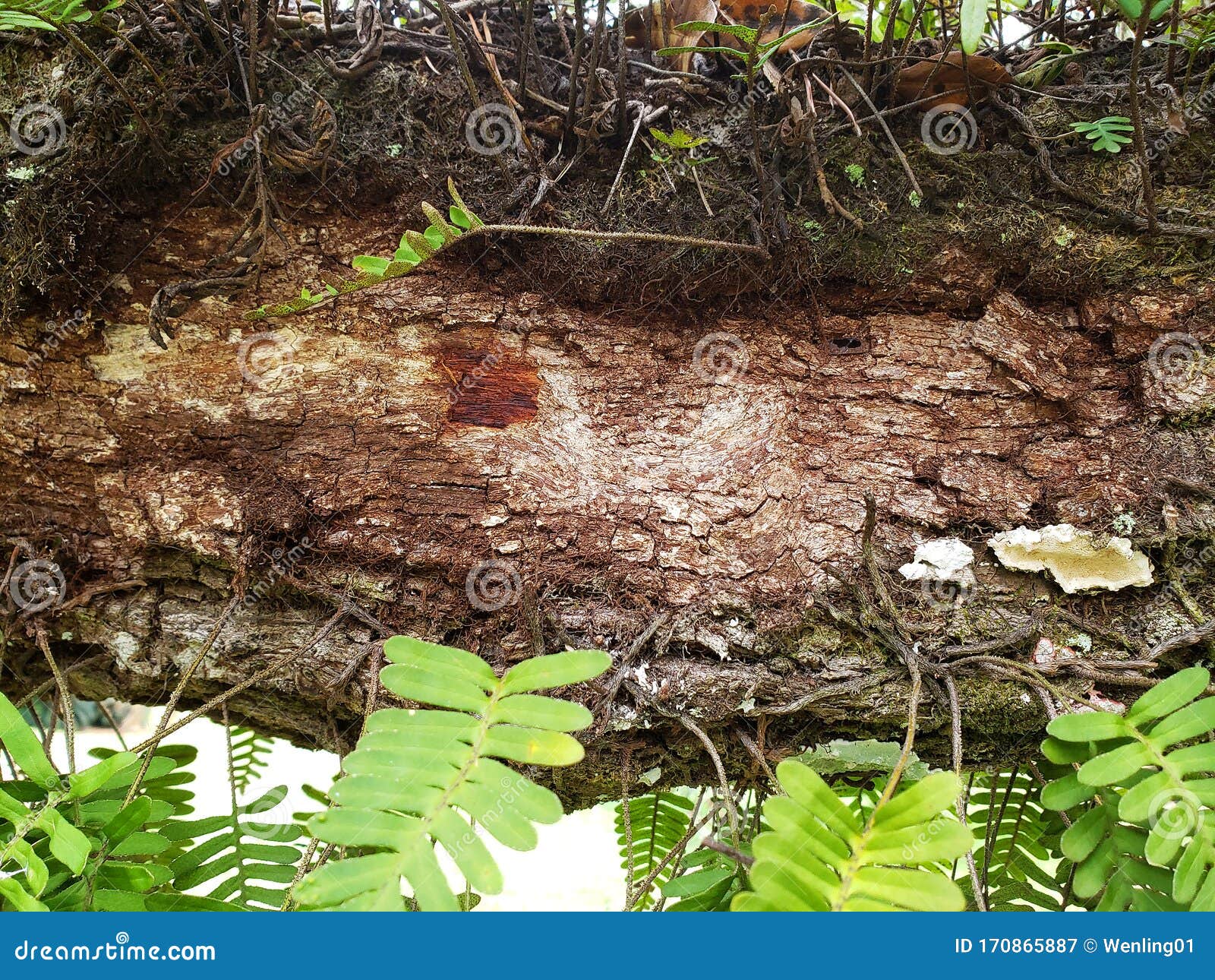 An Old Tree Branch Background and Textures Stock Image - Image of ...