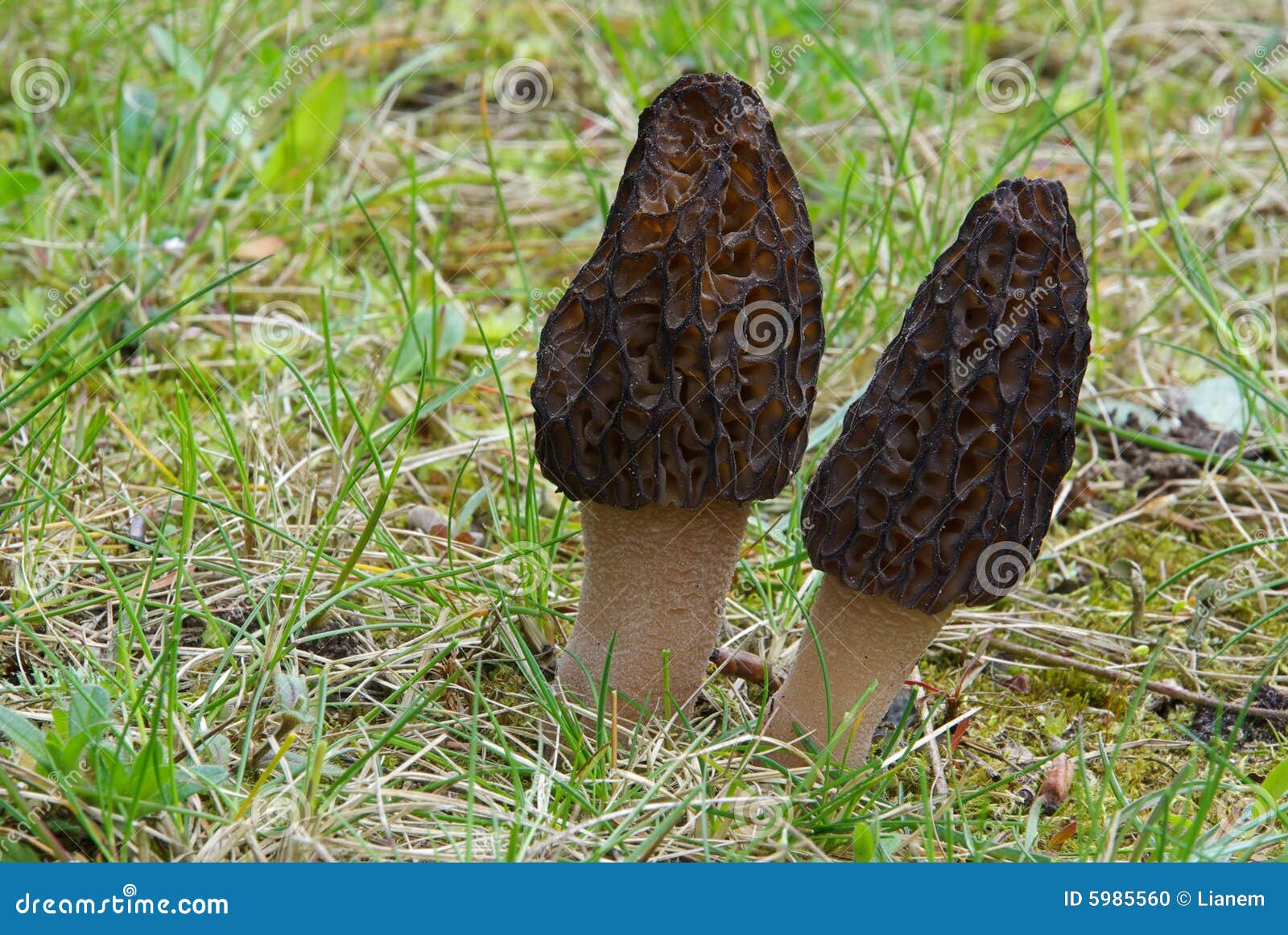 Morel 04 stock photo. Image of fresh, morels, grass, green - 5985560