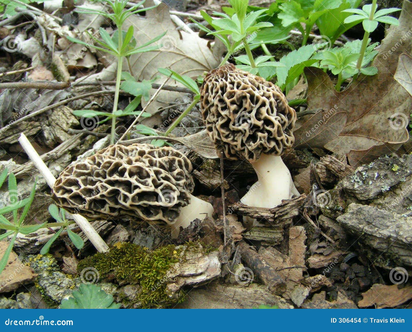 Morel-1 stock photo. Image of delicacy, eatable, pair, black - 306454